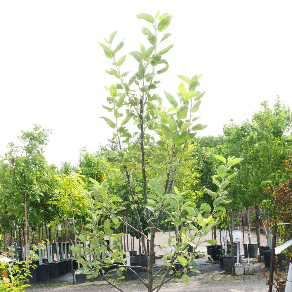 Fruit Trees - Sheridan Nurseries Online