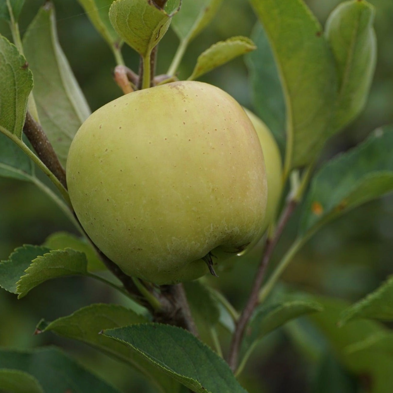 Fruit Trees - Sheridan Nurseries Online