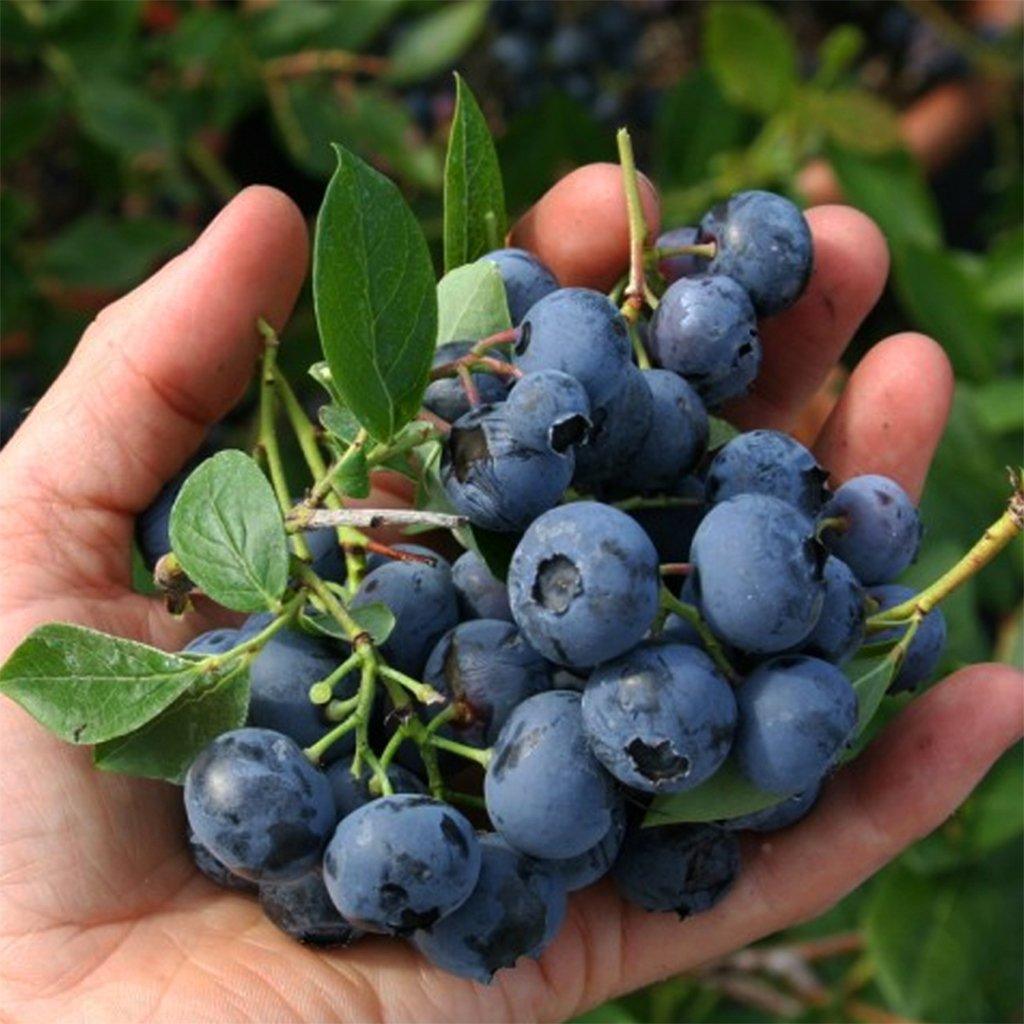 Fruit Trees & Bushes - Sheridan Nurseries Online