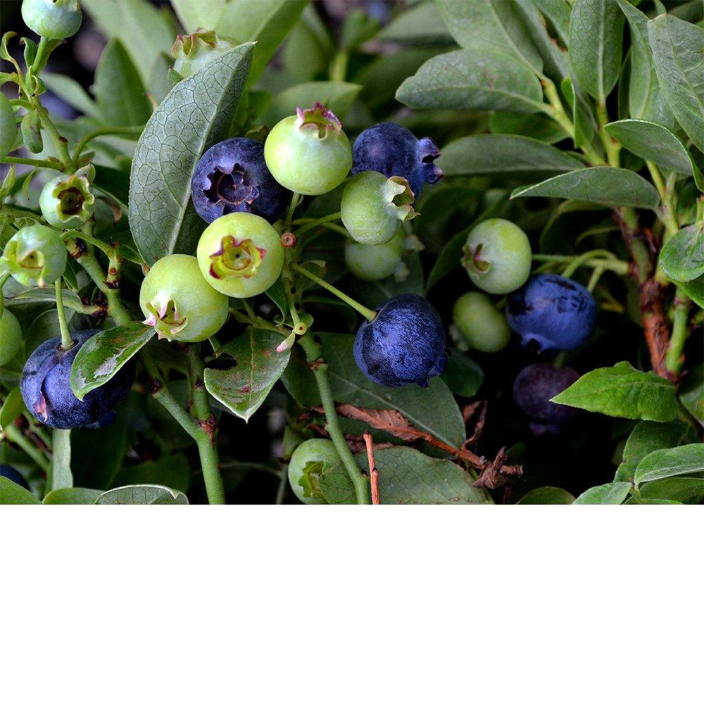 Small Fruits - Sheridan Nurseries Online
