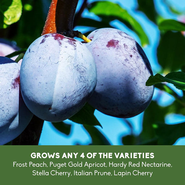 Fruit Cocktail Tree 4 Way - Sheridan Nurseries