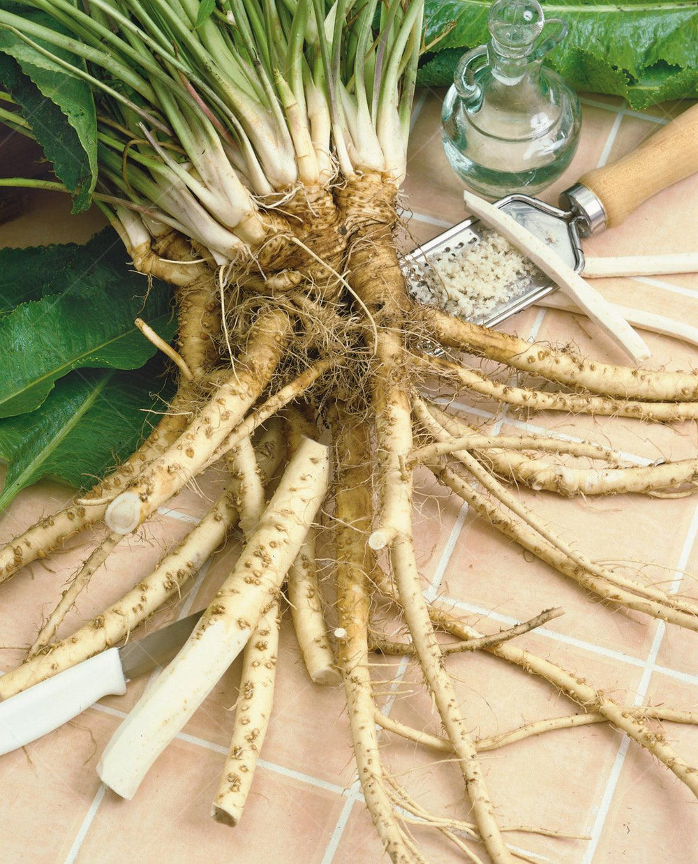 Small Fruits - Sheridan Nurseries Online