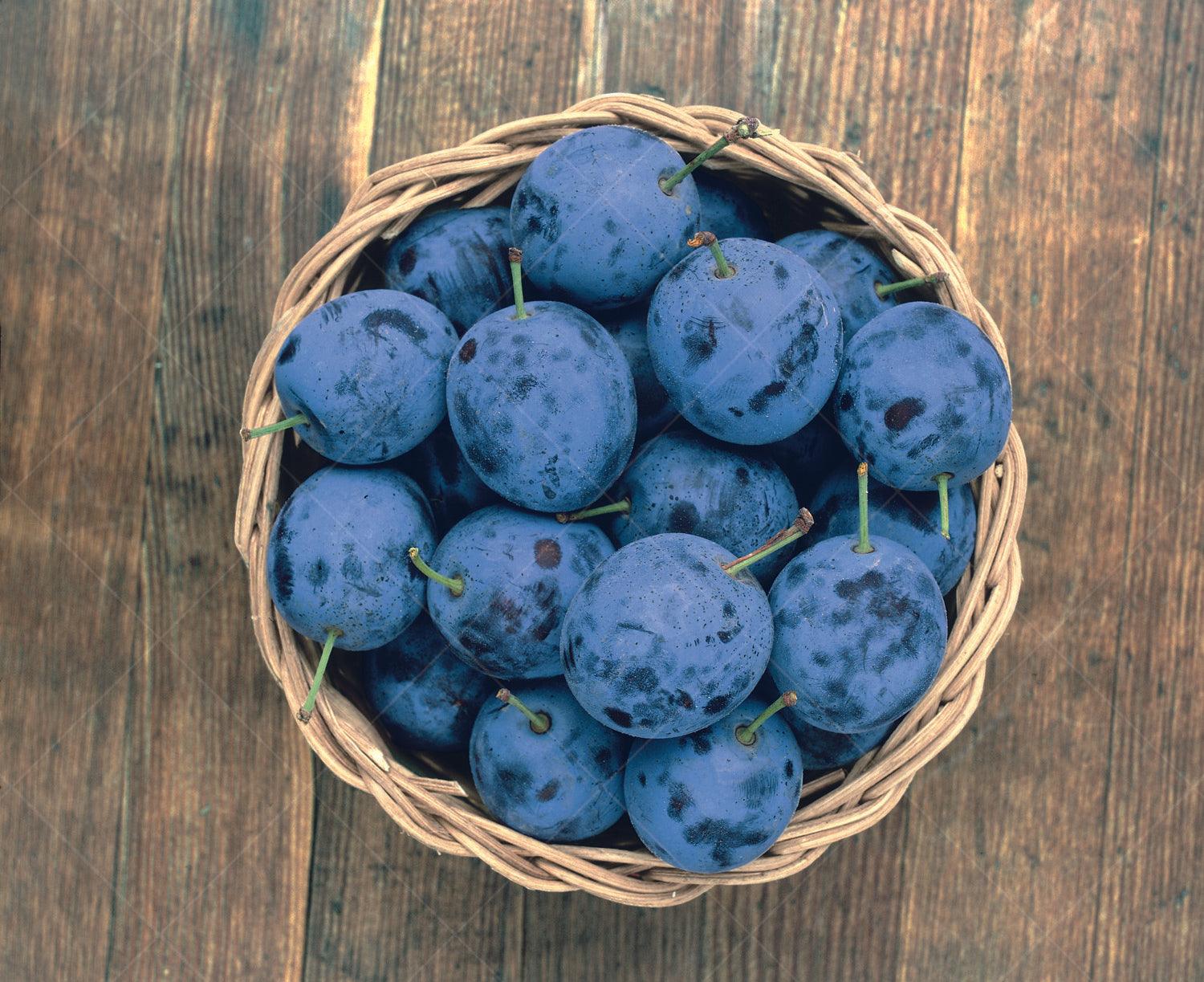 Blue Damson Plum European Dwarf Tree - Sheridan Nurseries Online