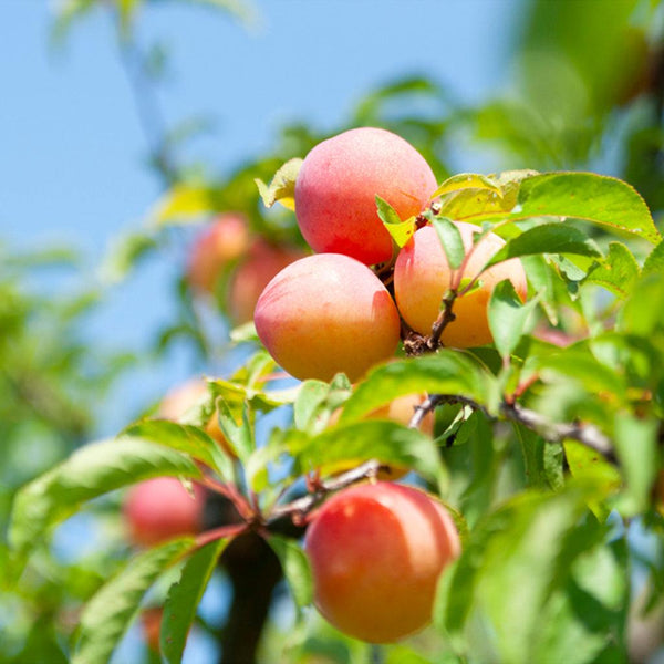 Fruit Trees & Bushes Tagged "Plum Trees" - Sheridan Nurseries Online