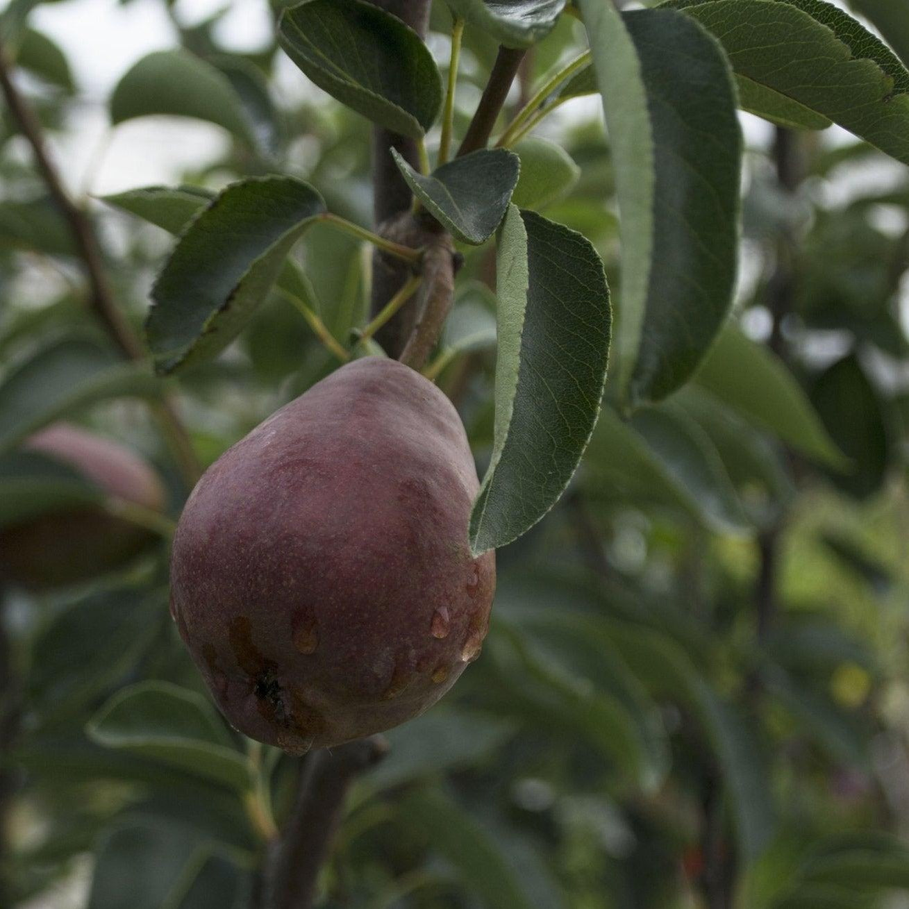 Red Bartlett Pear Dwarf Tree - Sheridan Nurseries