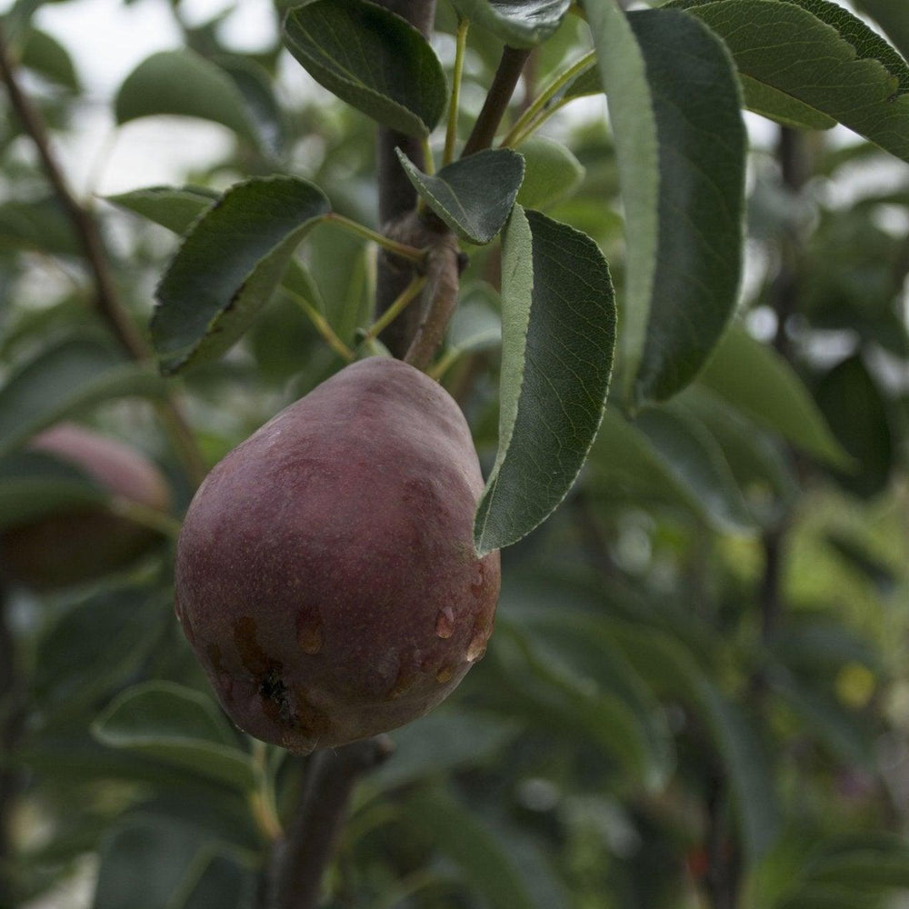 Fruit Trees - Sheridan Nurseries Online