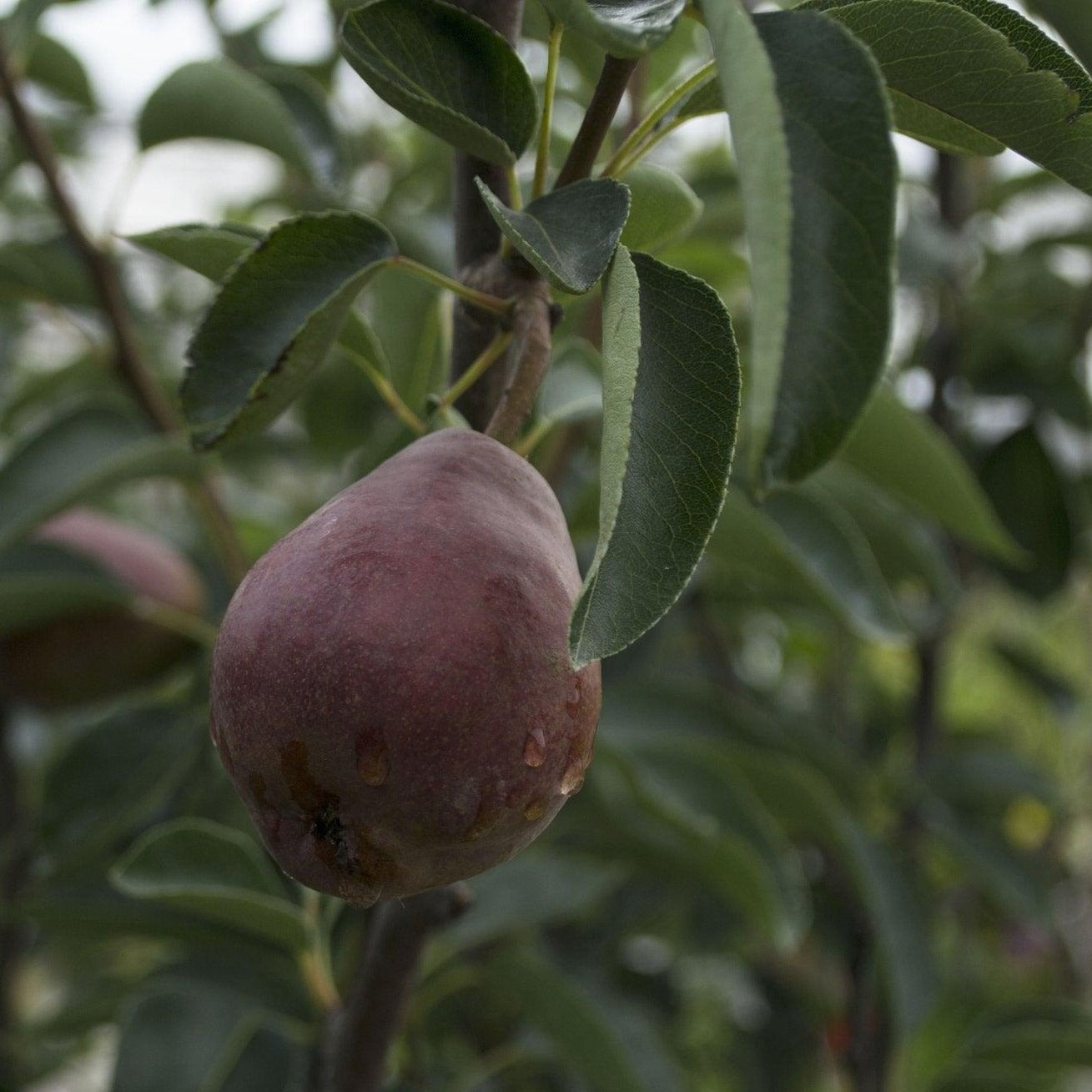 Red Bartlett Pear Semi-Dwarf Tree - Sheridan Nurseries Online