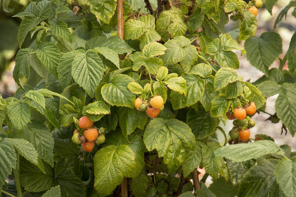 Raspberries - Sheridan Nurseries Online