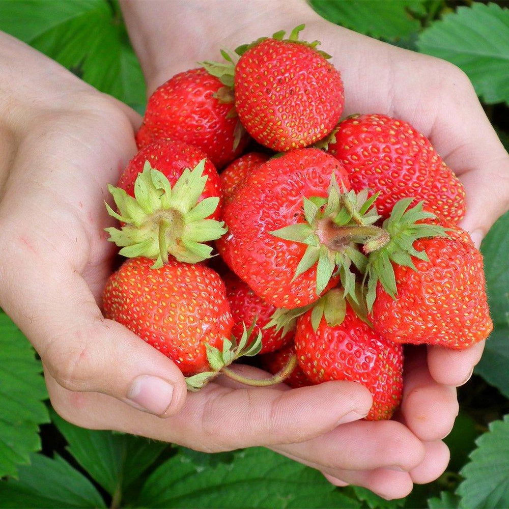 Strawberries - Sheridan Nurseries Online