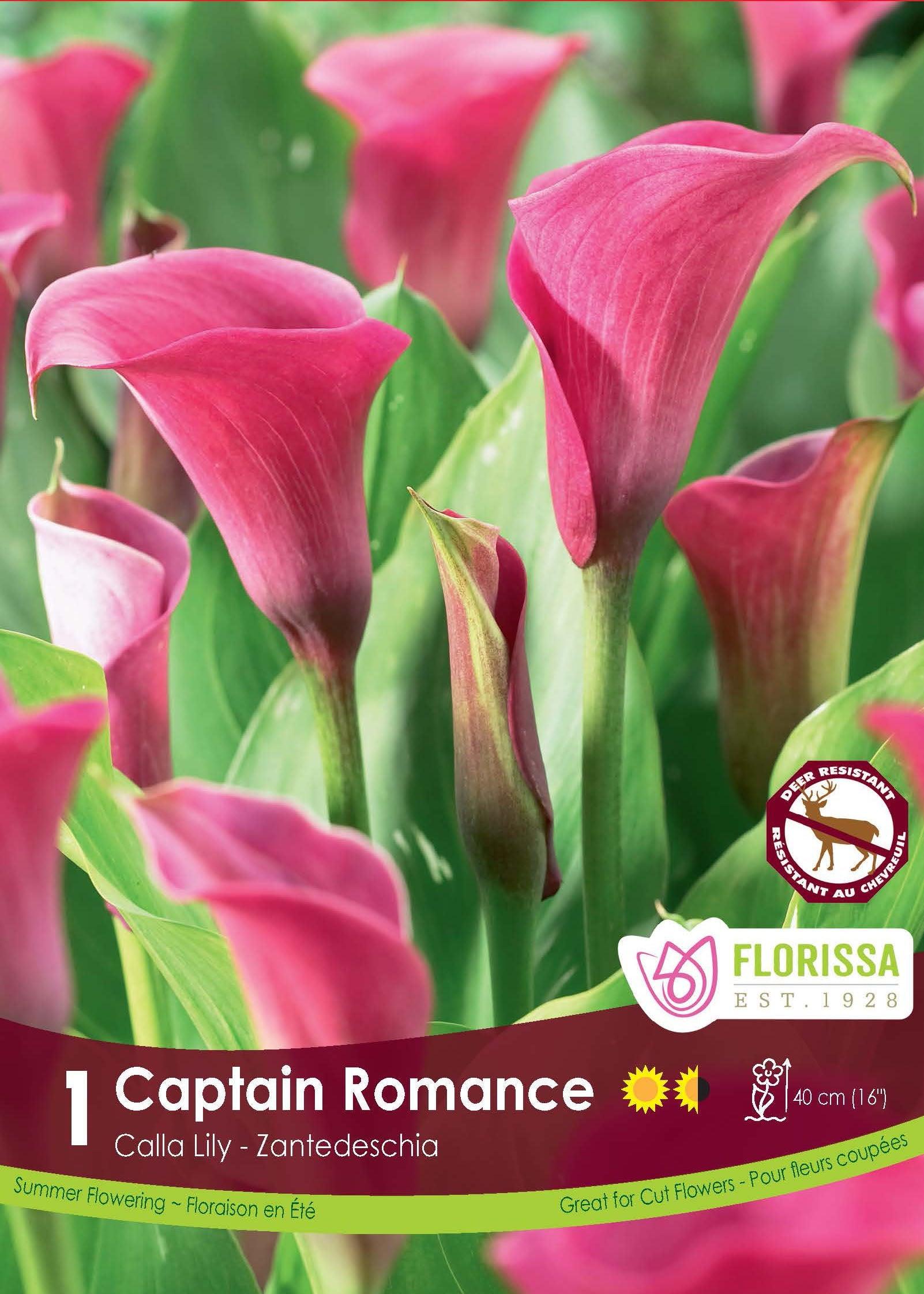 Calla Lily Bulbs - Sheridan Nurseries Online