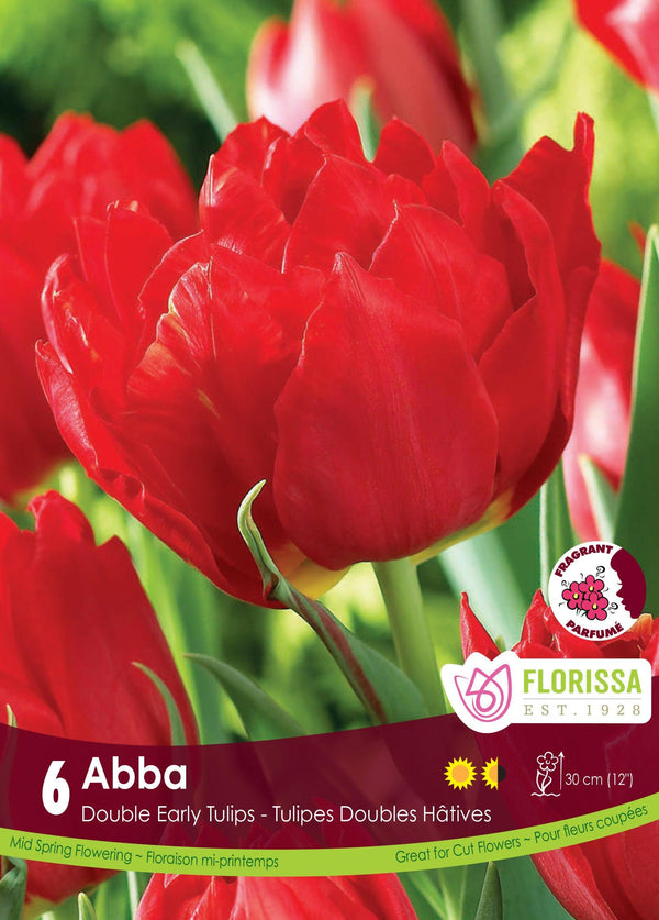Tulip-Abba - Sheridan Nurseries