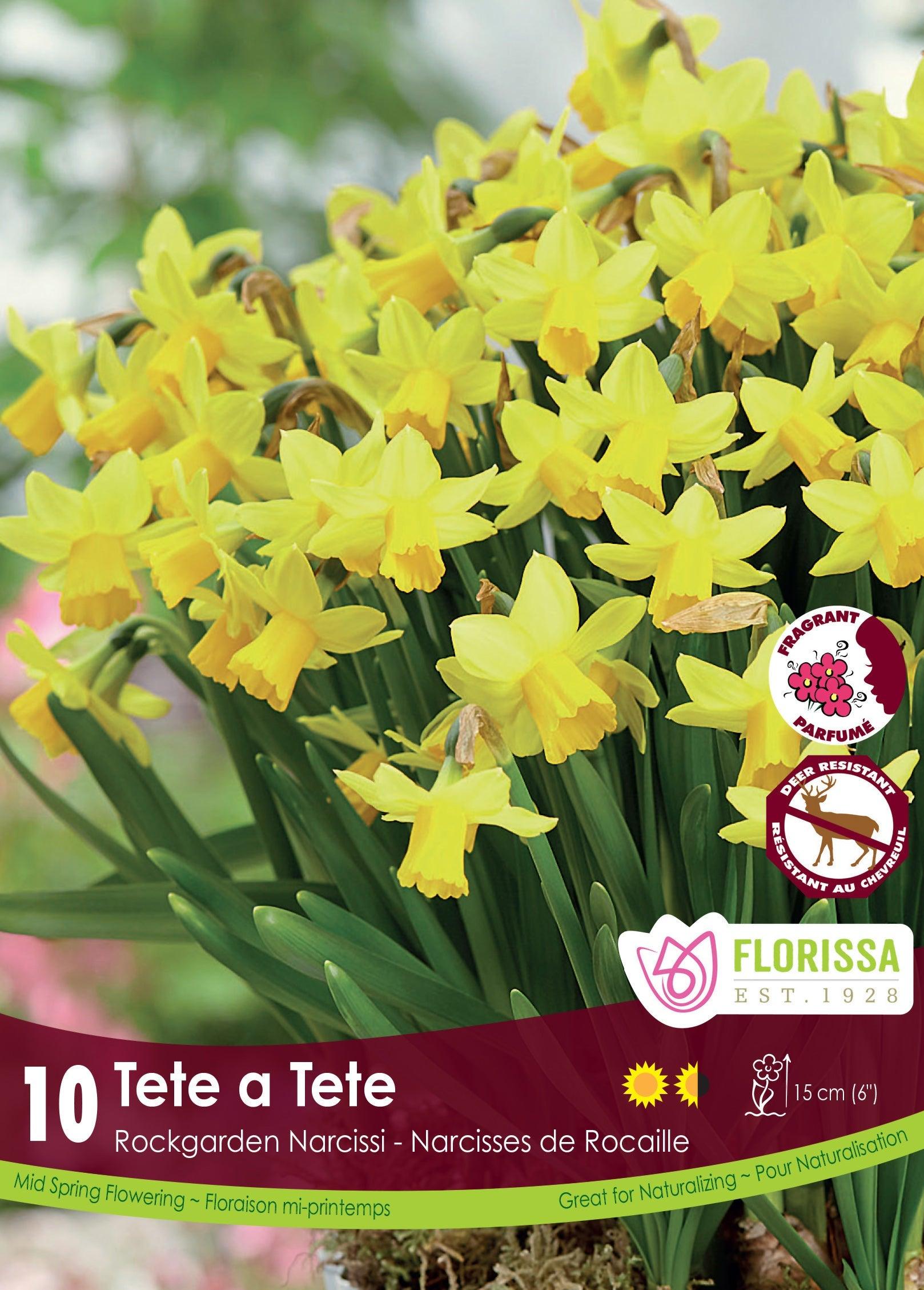 Narcissi Tete A Tete 10/Pkg - Sheridan Nurseries