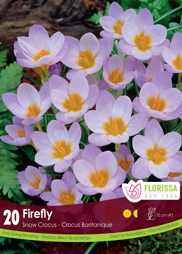 Crocus Firefly 20/Pkg - Sheridan Nurseries