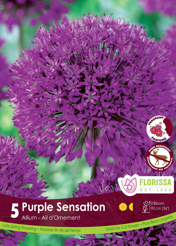 Allium Purple Sensation 5/Pkg - Sheridan Nurseries