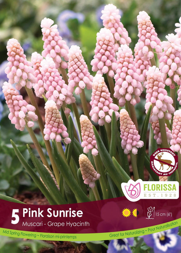 Muscari Pink Sunrise 5/Pkg - Sheridan Nurseries