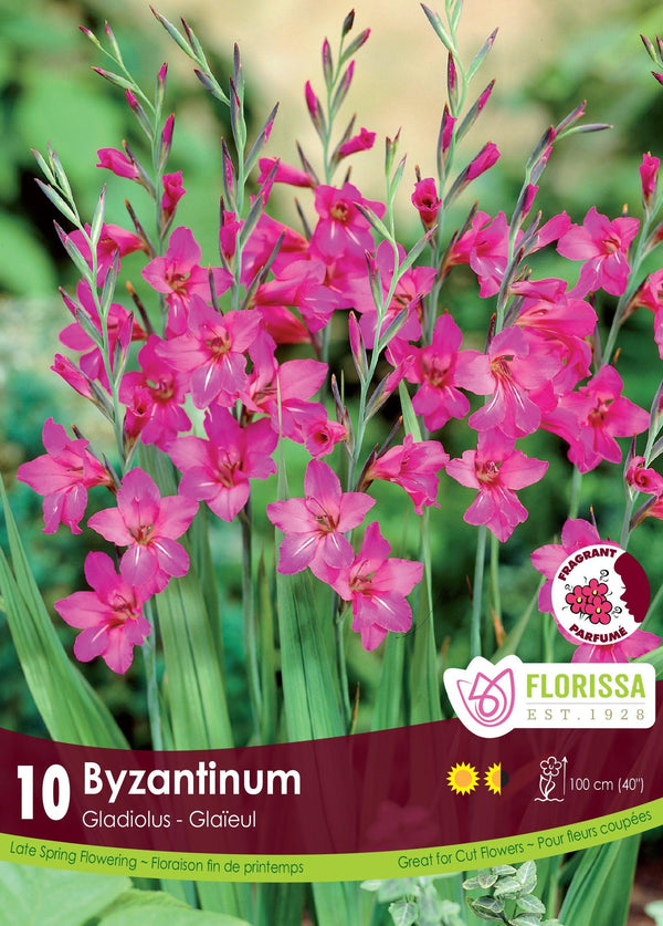 Gladiolus Byzantinus 10/Pkg - Sheridan Nurseries