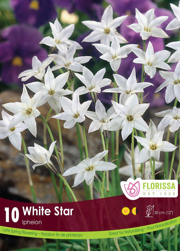 Ipheion White Star 10/Pkg - Sheridan Nurseries