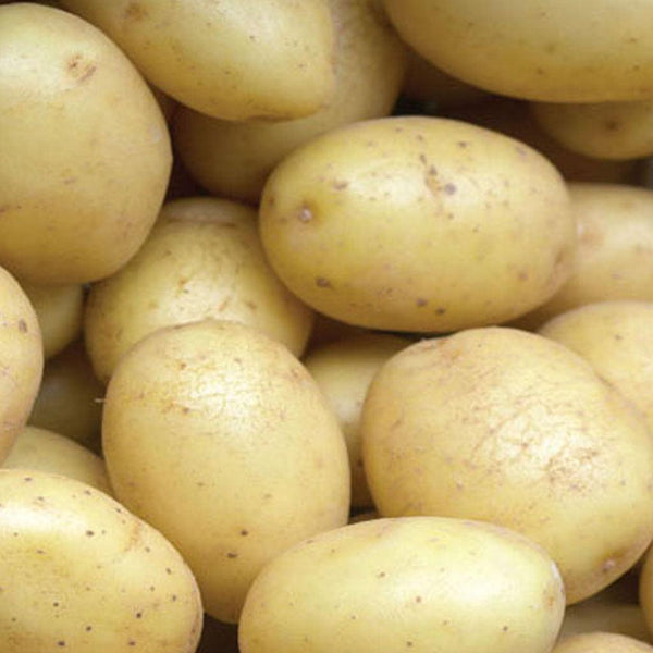 Potatoes Warba Early Nugget 2KG - Sheridan Nurseries Online