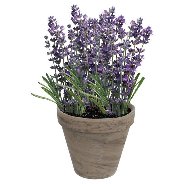 Lavender Grow Kit - Sheridan Nurseries
