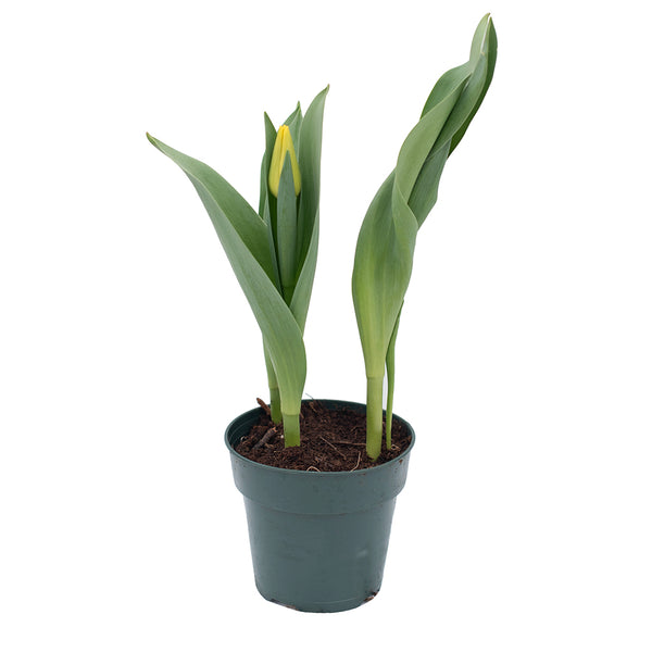 Potted Bulbs Tulip 4" - Sheridan Nurseries Online