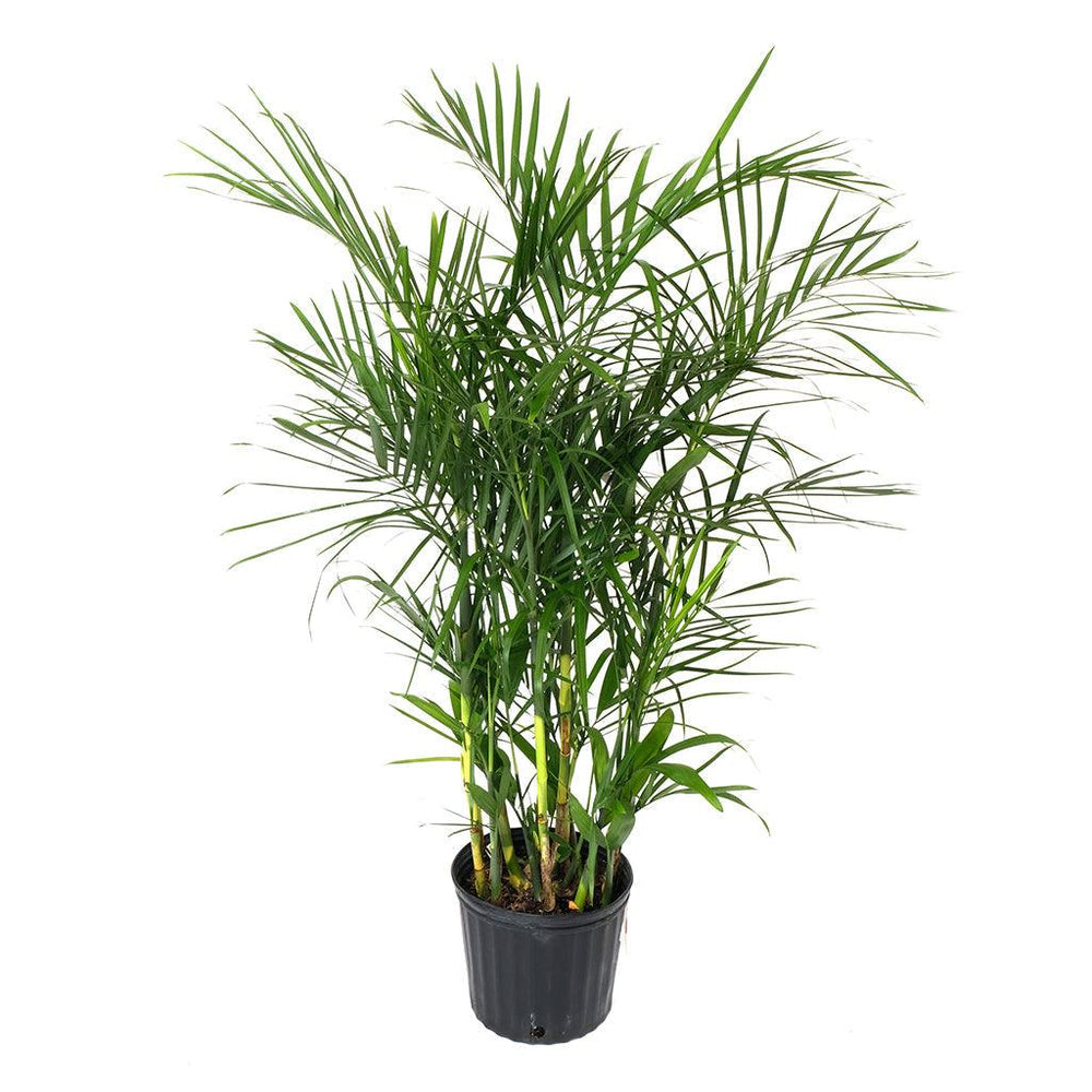 Pet Friendly Houseplants - Sheridan Nurseries