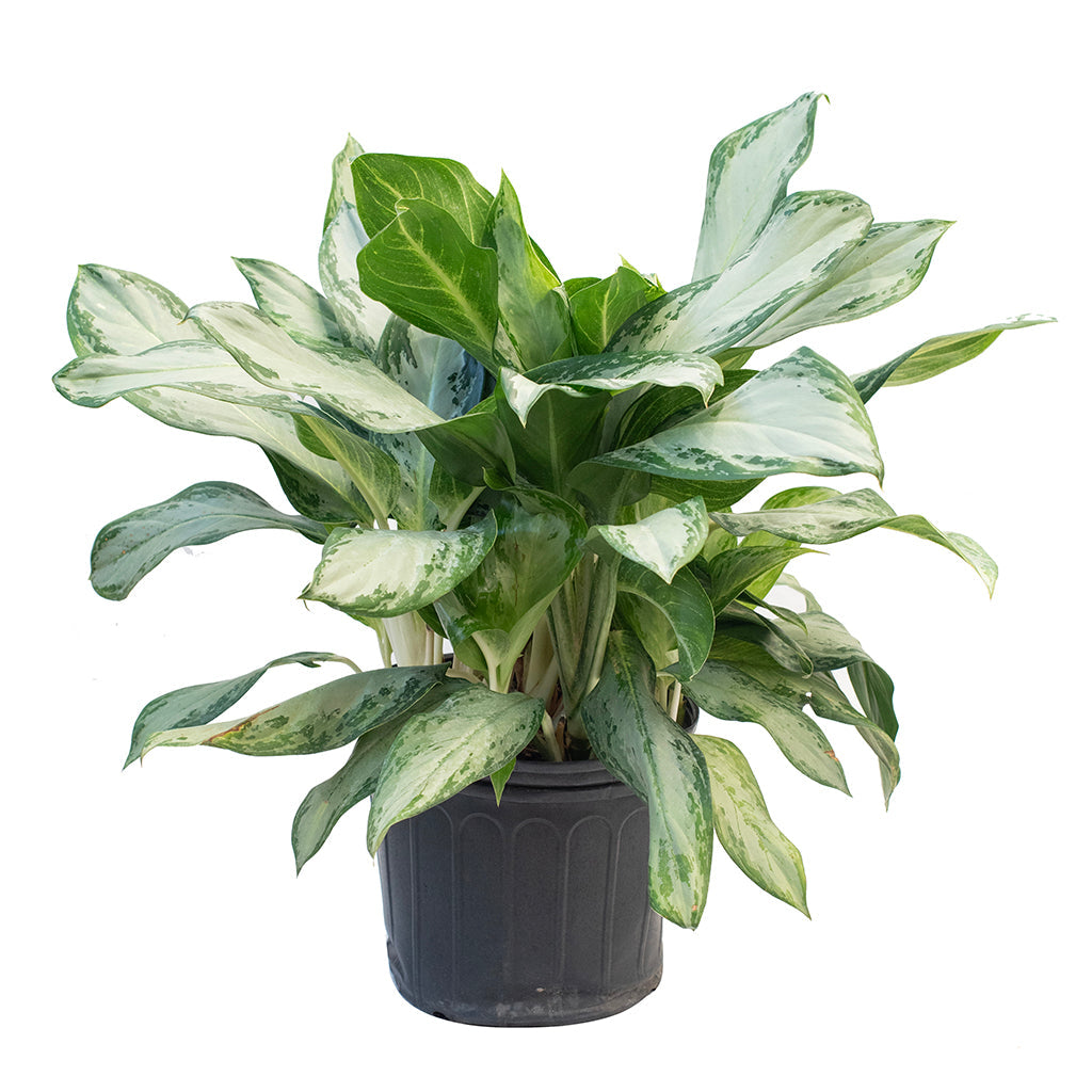 Easy Care Houseplants - Sheridan Nurseries