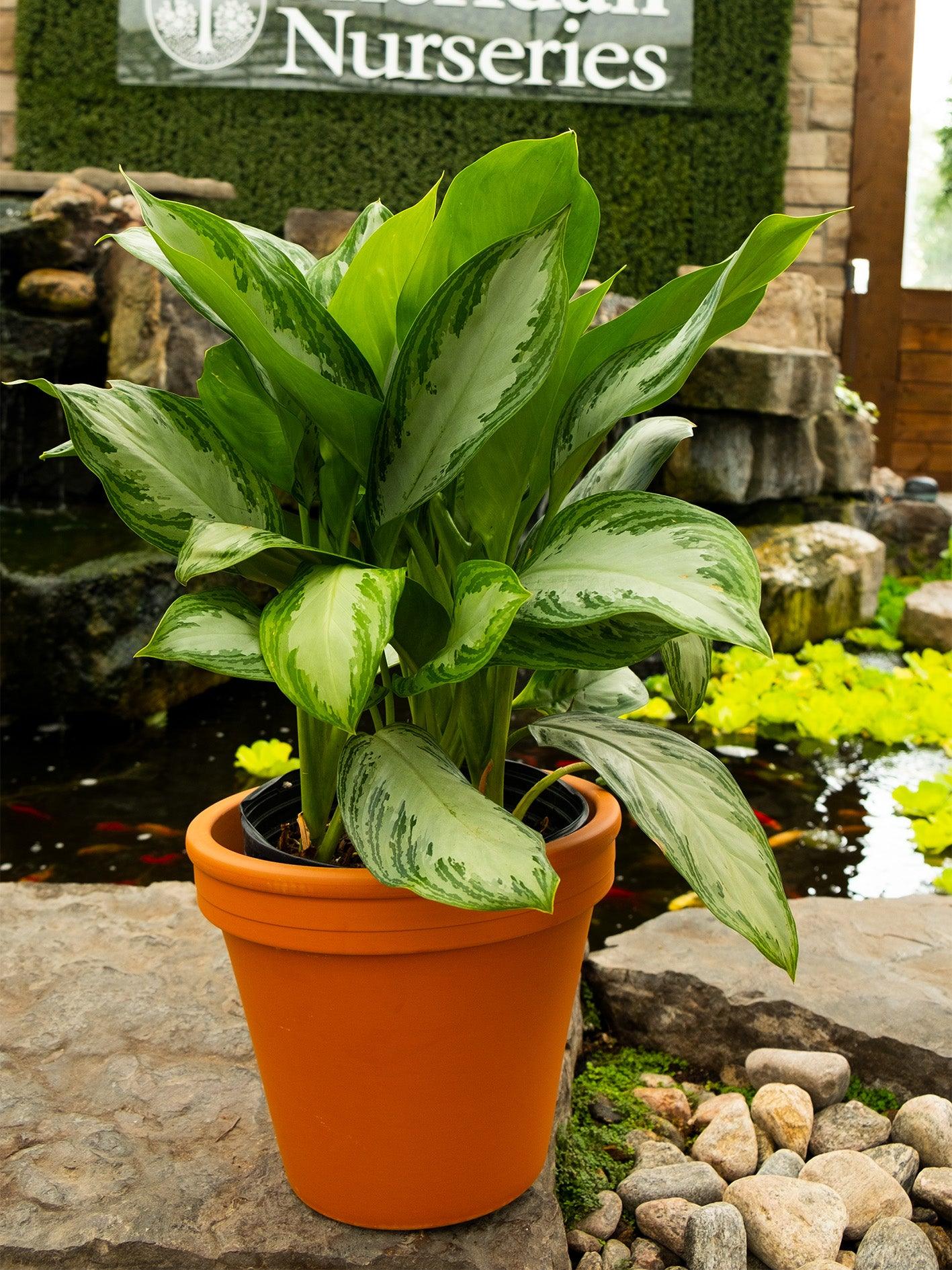 Houseplants - Sheridan Nurseries Online