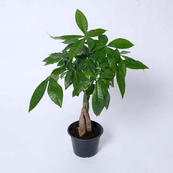 MONEYTREE - Updated October 2024 - 5015 W 7th St, Reno, Nevada - Check ...