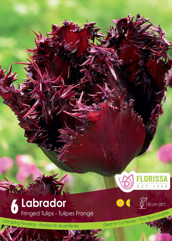 Tulip Labrador 6/Pkg - Sheridan Nurseries Online