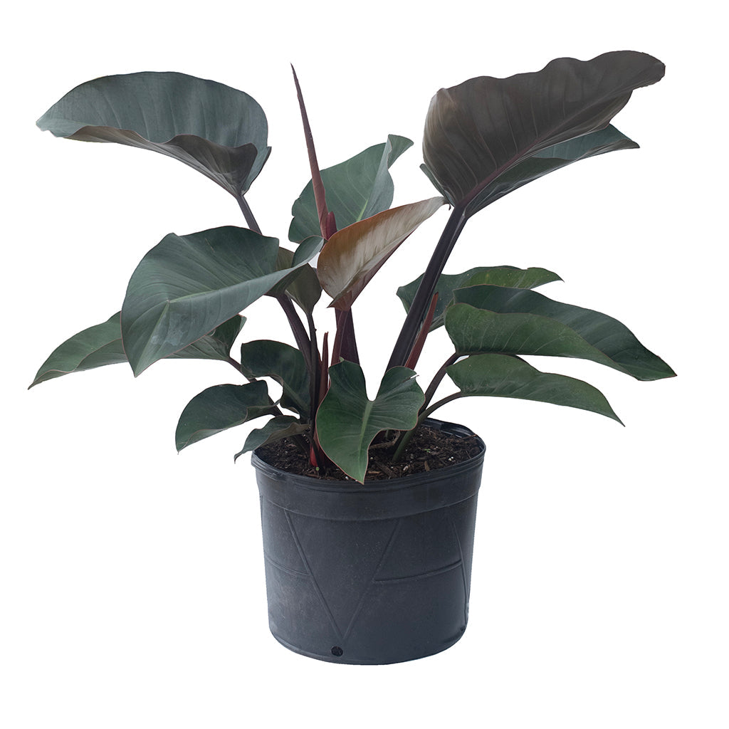 Unique & Collectable Houseplants - Sheridan Nurseries Online