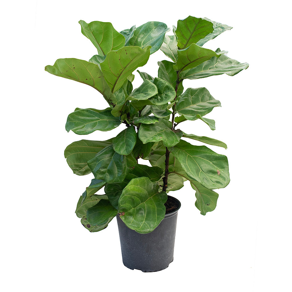 Ficus Lyrata Bush - Sheridan Nurseries Online