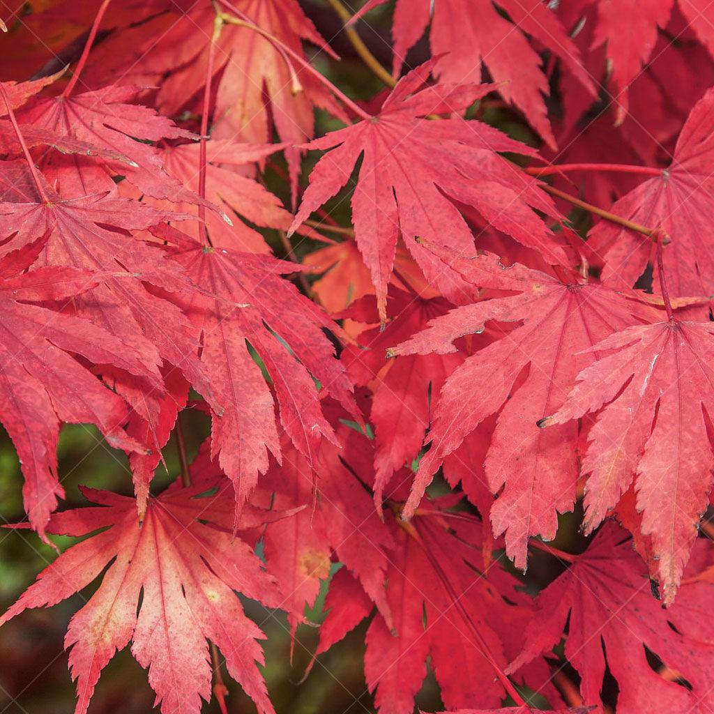 Maple Trees - Sheridan Nurseries Online