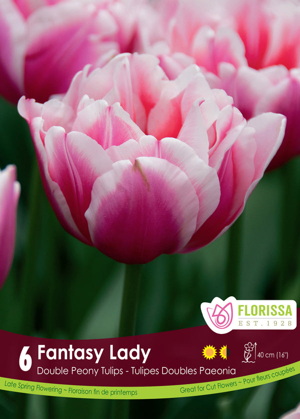 Tulip Fantasy Lady 6/PKG Bulbs - Sheridan Nurseries