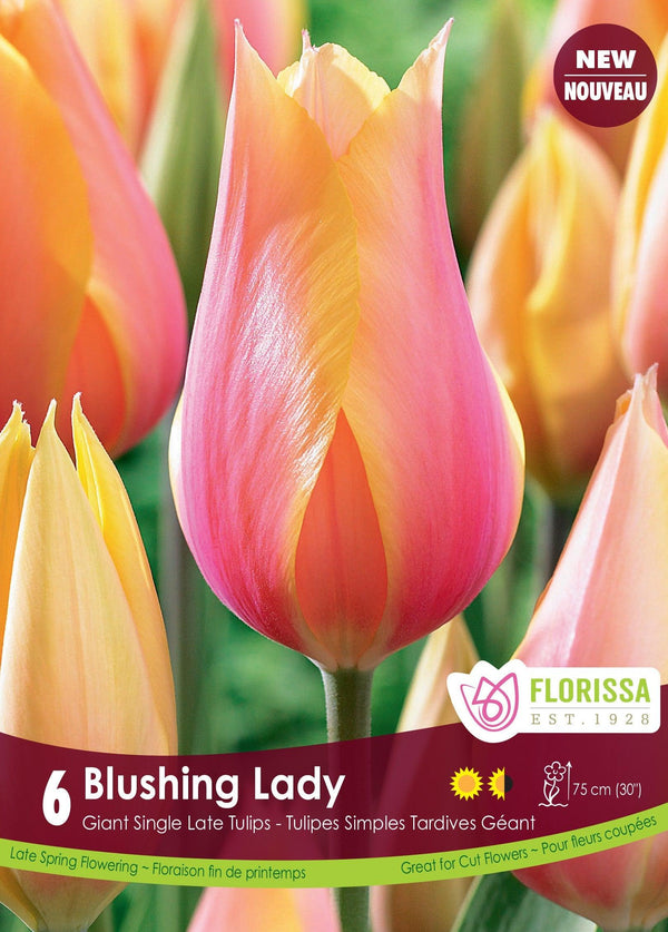 Tulip Blushing Lady 6/Pkg - Sheridan Nurseries