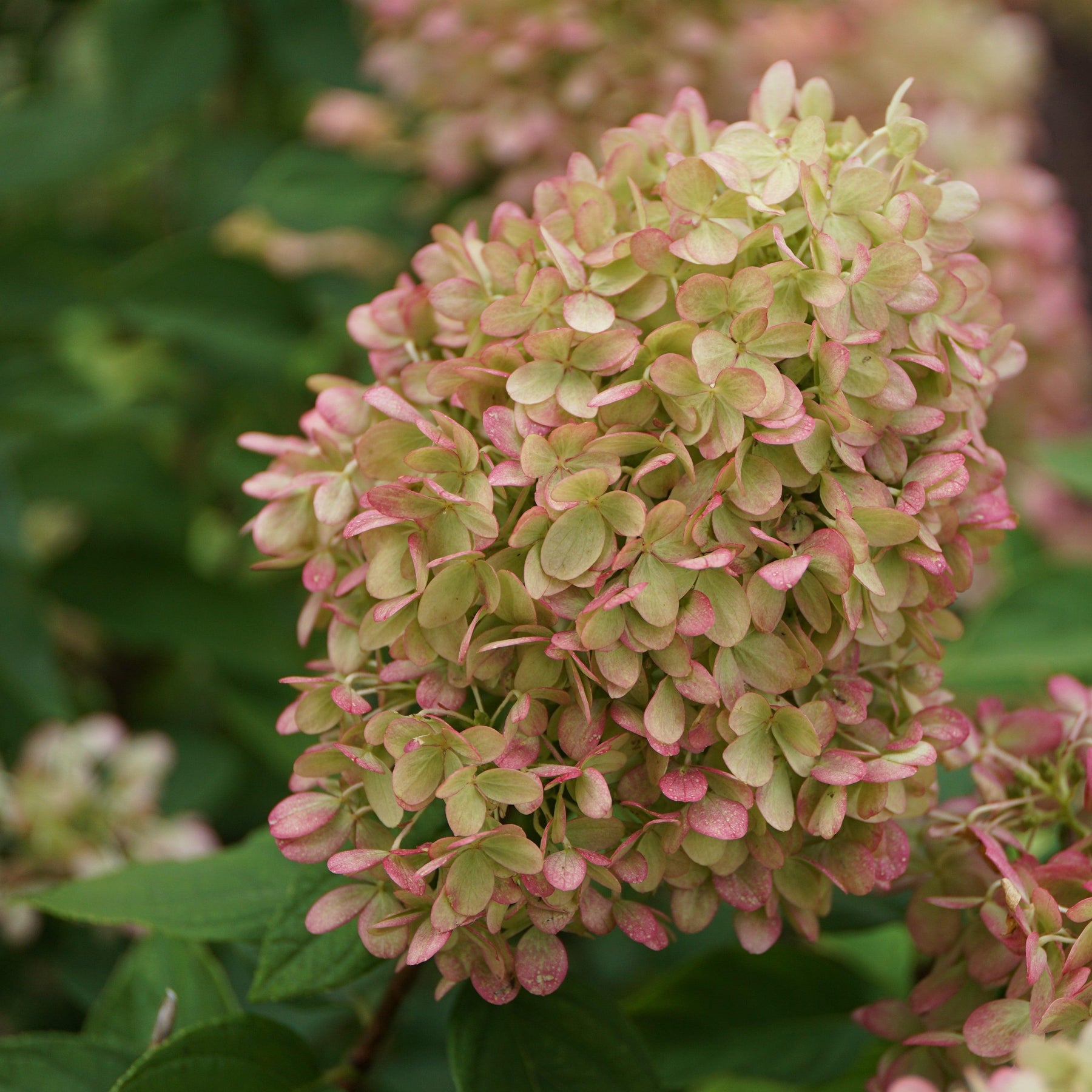Hydrangeas - Sheridan Nurseries Online