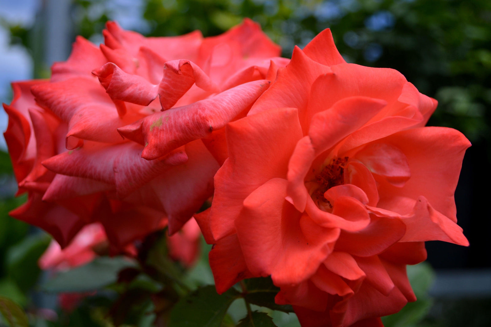 Floribunda Roses - Sheridan Nurseries Online