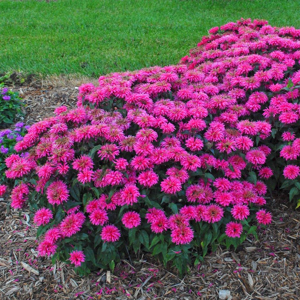 Nursery Sale - Sheridan Nurseries Online