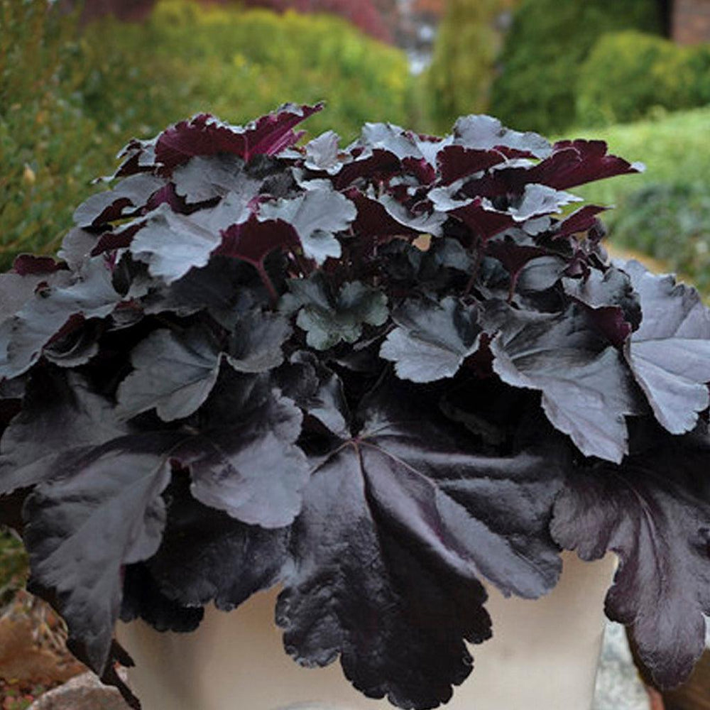 Coral Bells - Sheridan Nurseries Online