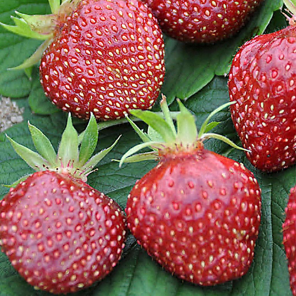 Small Fruits - Sheridan Nurseries Online