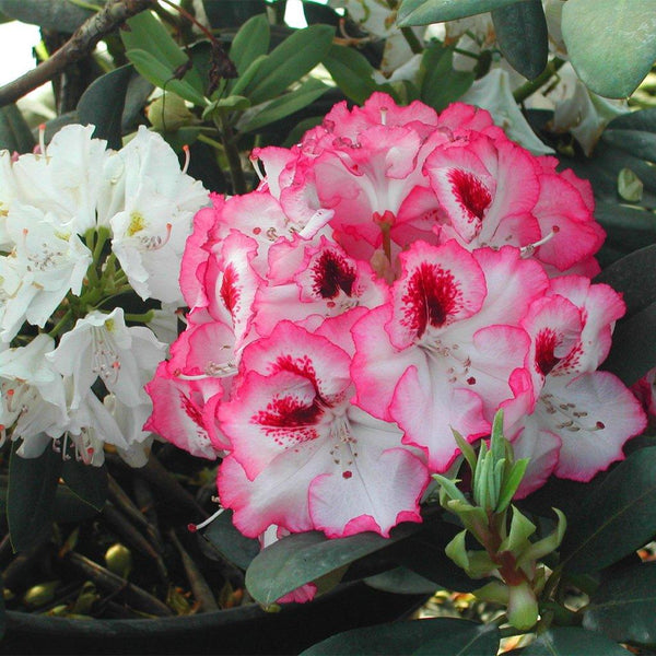 Cherry Rhododendron # 2 Container - Sheridan Nurseries Online