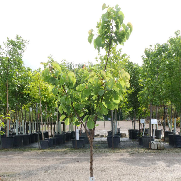 Harglow Apricot Dwarf Tree - Sheridan Nurseries