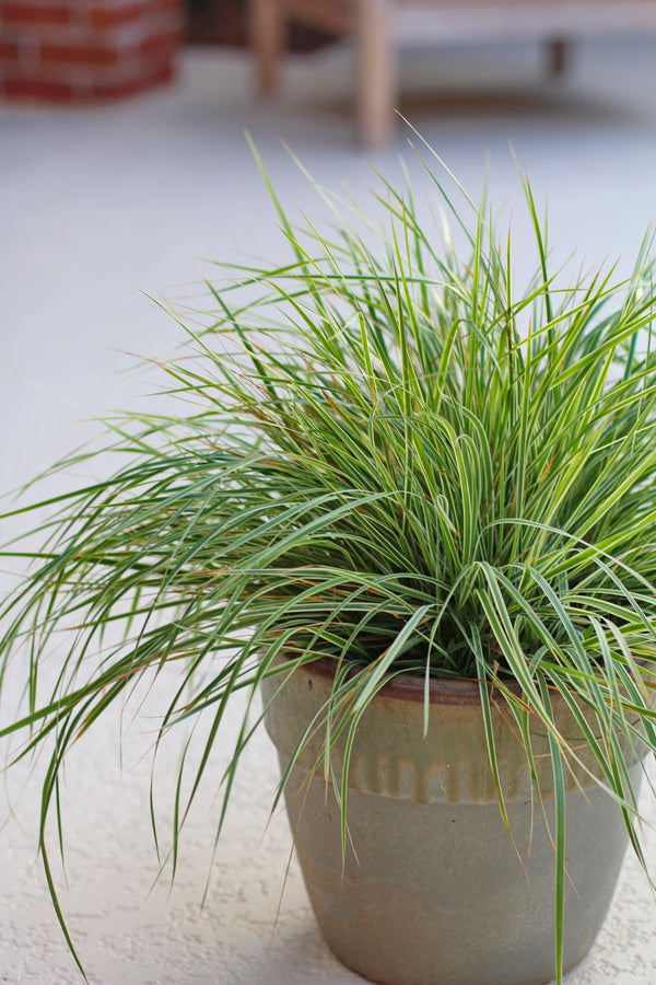 Hello Spring!™ Feather Reed Grass - Sheridan Nurseries Online
