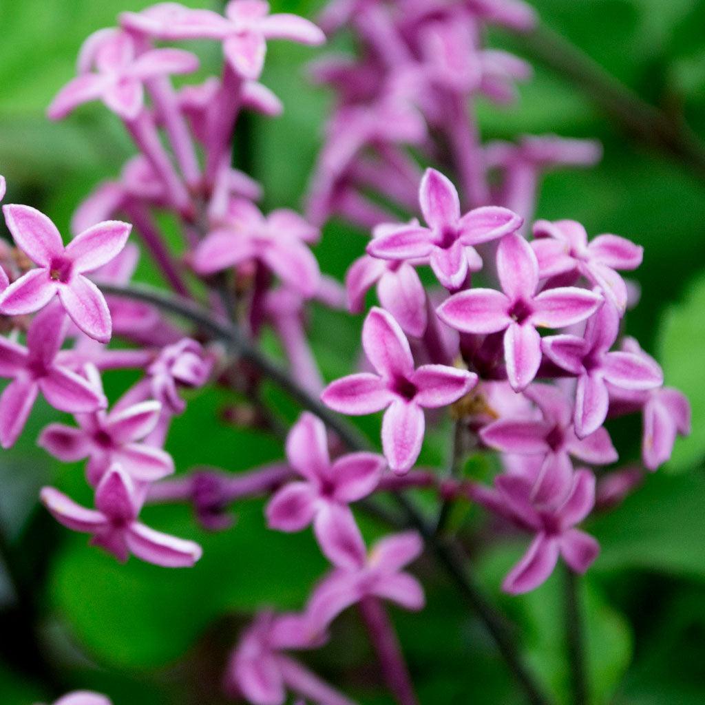 Shop Trees Collections - Sheridan Nurseries Online