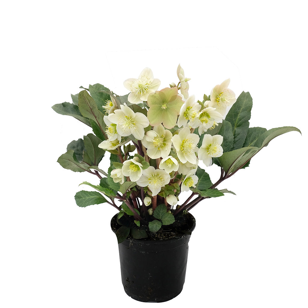 Flowering Perennials - Sheridan Nurseries Online