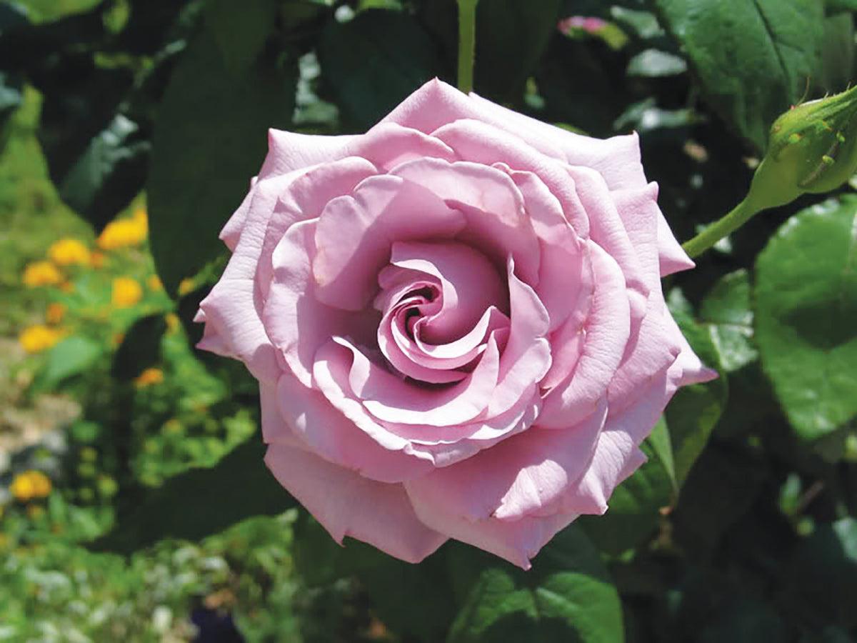Neptune Hybrid Tea Rose